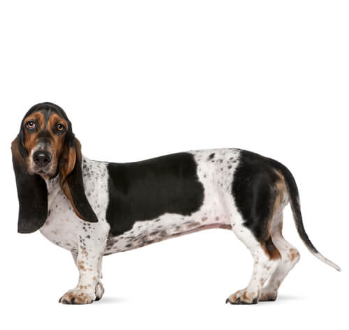 Información sobre la raza de perro Basset hound | Purina ® | Purina ES