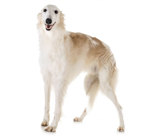 Información sobre la raza de perro Borzoi | Purina ® | Purina ES
