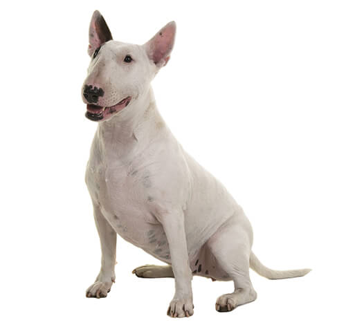 Todo sobre la raza de perro bull terrier | Purina ES