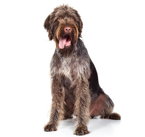Información sobre la raza Braco alemán de pelo duro | Purina ® | Purina ES
