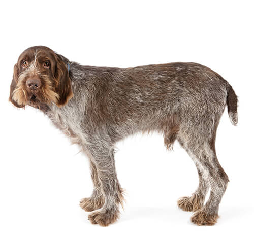 Información sobre la raza de perro Spinone italiano | Purina ® | Purina ES
