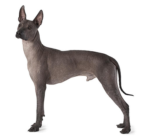 Xoloitzcuintle Con Pelo