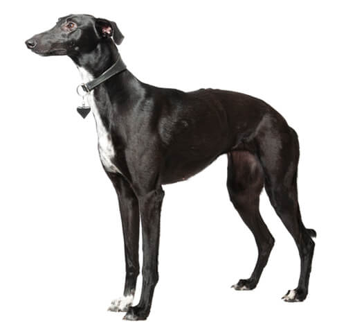Información sobre la raza de perro Whippet | Purina ® | Purina ES