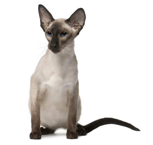 Información sobre la raza de gato Balinés | Purina ® | Purina ES