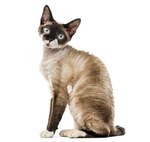 Devon rex gato: características, alimentación y cuidados | Purina ...