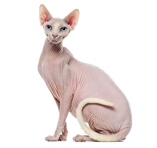 Gato egipcio o Sphynx: características y cuidados | Purina ES