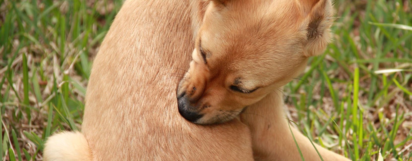 Sarna en perros: consejos | Purina®