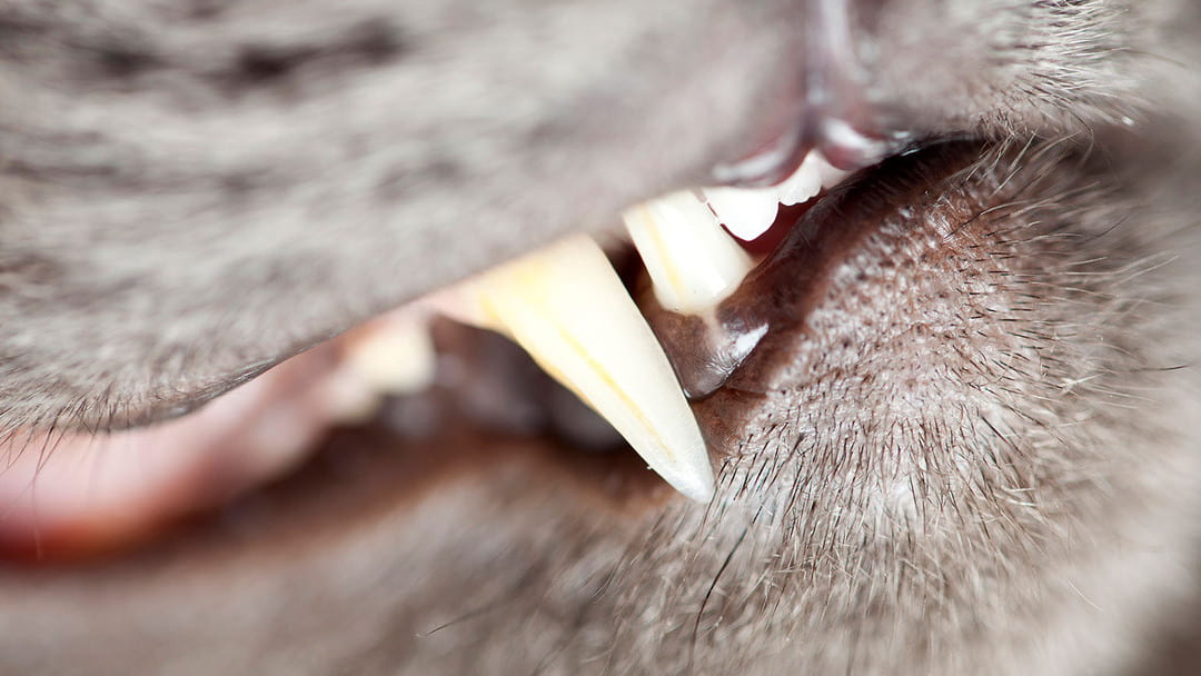 A los gatos se les caen los dientes | Purina® | Purina ES