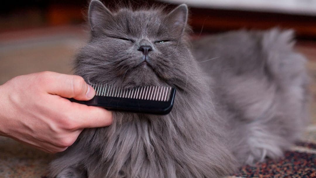 Cuidados para un gato saludable | Purina®