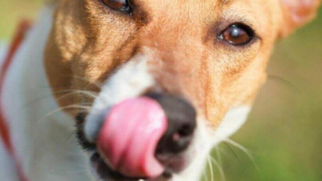 Es Seguro El Aliento Fresco Para Los Perros