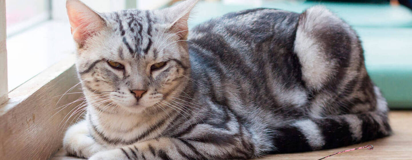 Descubre el lenguaje felino | Purina®