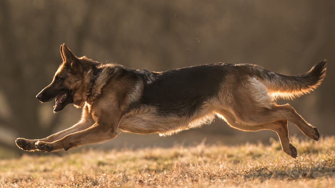 Que Raza De Perro Es Mejor Para Guardia
