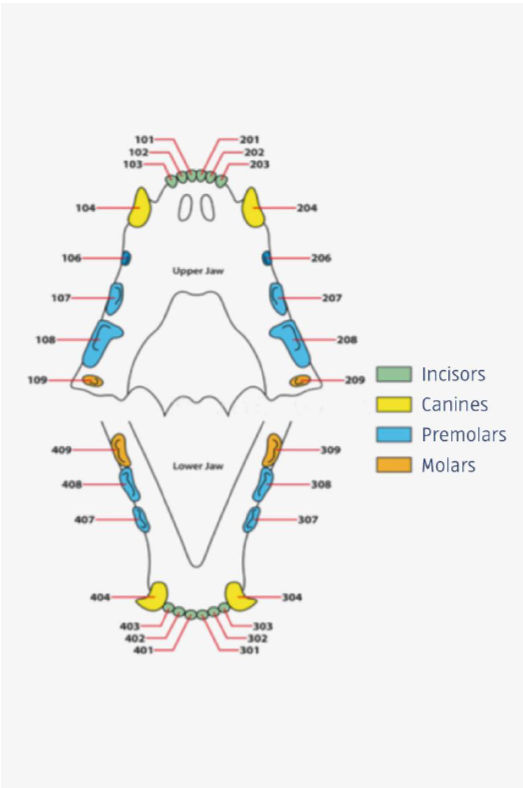 ¿Cuántos dientes tiene un gato? | Purina®