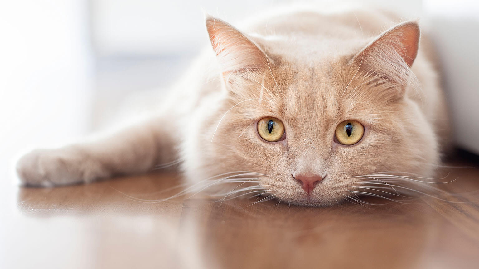 Mi gato está triste: posibles causas | Purina® | Purina ES