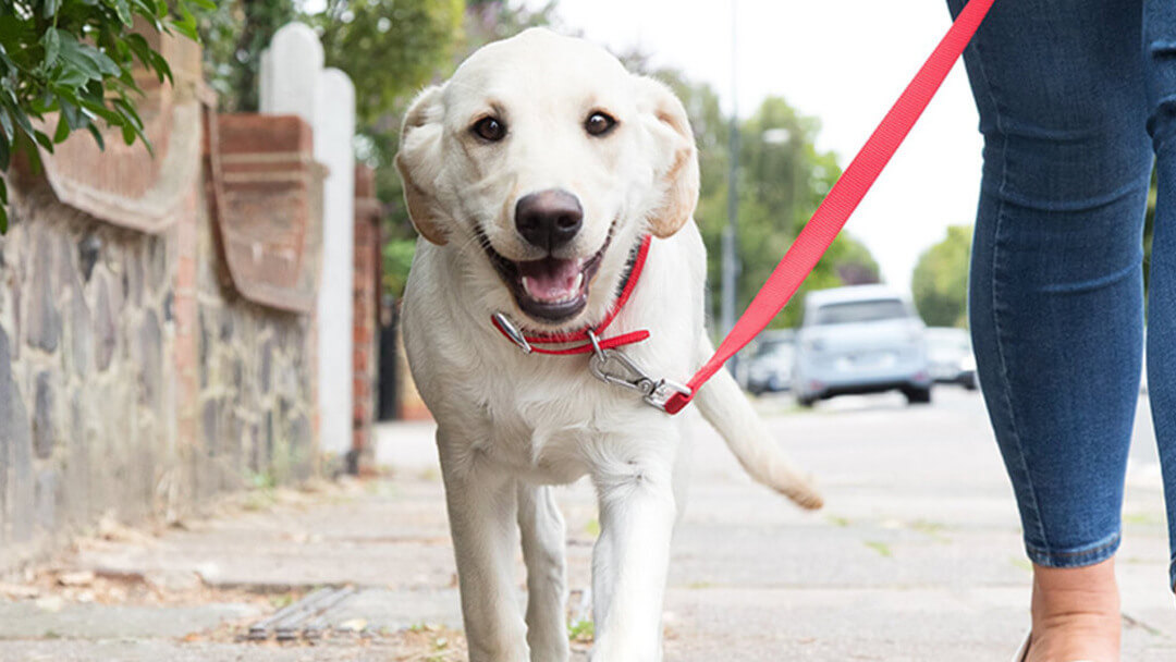 De Qué Lado Debe Caminar Mi Perro