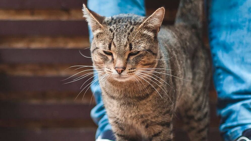 ¿Eligen los gatos a su propietario? | Purina®