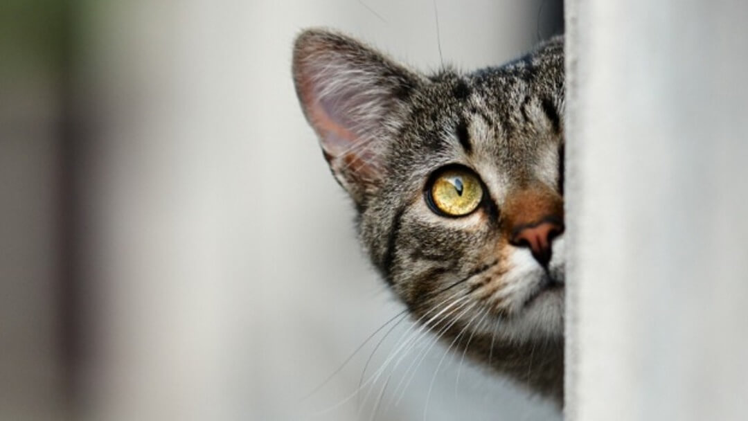 Sentidos gatunos: Así es como los gatos experimentan el mundo | Purina®