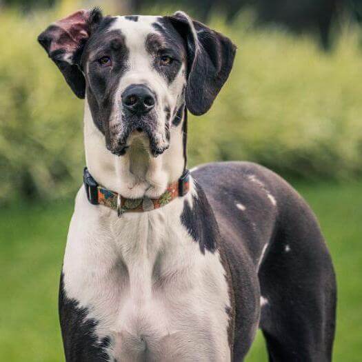 Son Torpes Los Cachorros De Gran Danes