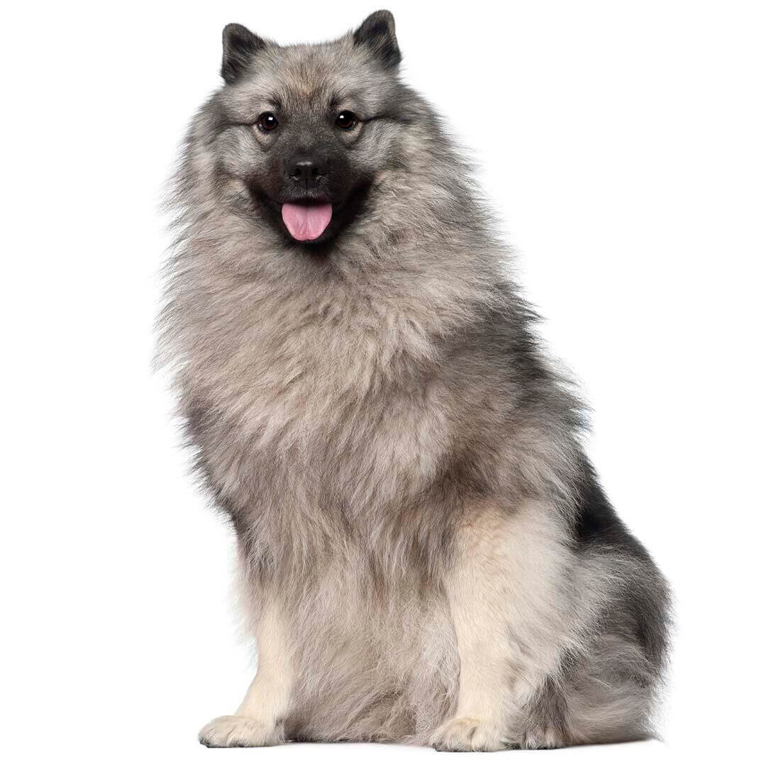 Donde Puedo Comprar Keeshond