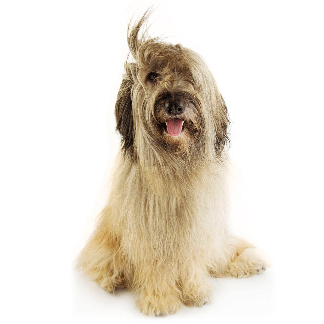 Todo sobre el perro pastor catalán o gos d'atura | Purina ES