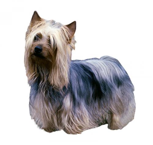Son Terrier Sedoso Australiano Ruidoso