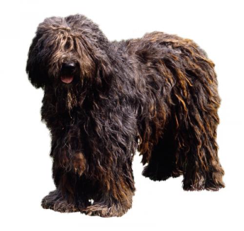 Información sobre la raza de perro Bergamasco | Purina®