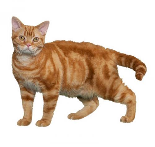 Información sobre el gato Americano de pelo duro | Purina ES