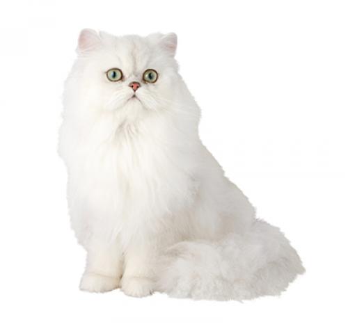 Raza de gato chinchilla (55 fotos): descripción de los gatos chinchilla ...