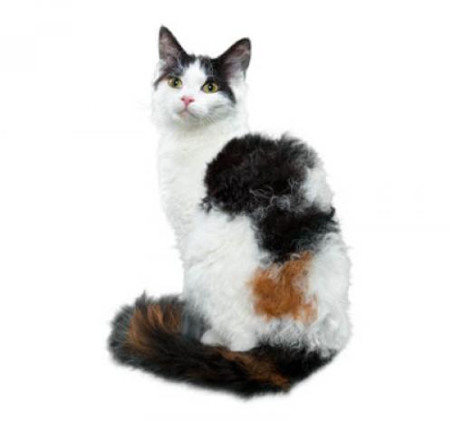 Información sobre la raza de gato Laperm | Purina ® | Purina ES