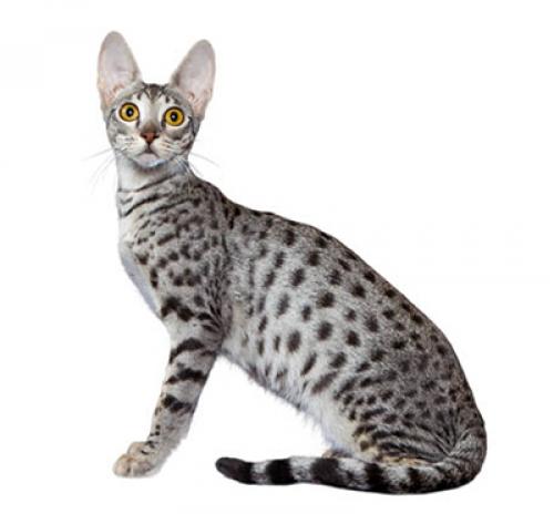 Tamao Y Caractersticas Del Gato Savannah Todo Lo Que Necesitas Saber