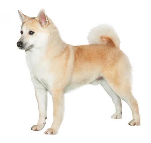 Información sobre la raza de perro Buhund noruego| Purina ® | Purina ES