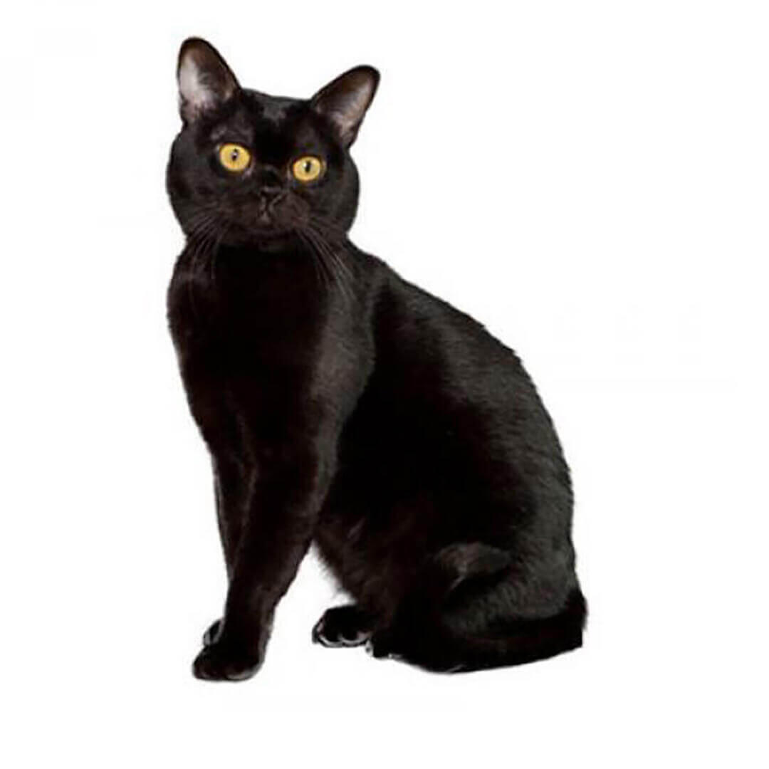Conoce más sobre la raza de gato Bombay | Purina