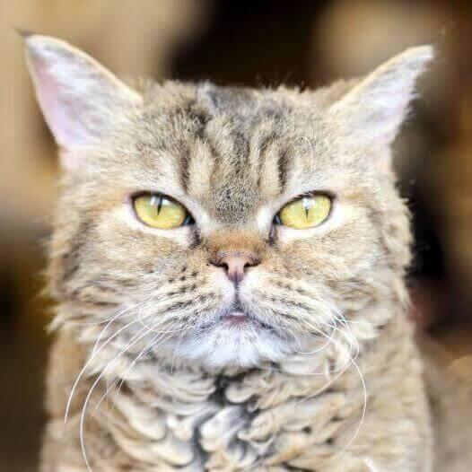 Información sobre la raza de gato Laperm | Purina