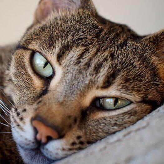 Conoce más sobre la raza de gato Savannah | Purina