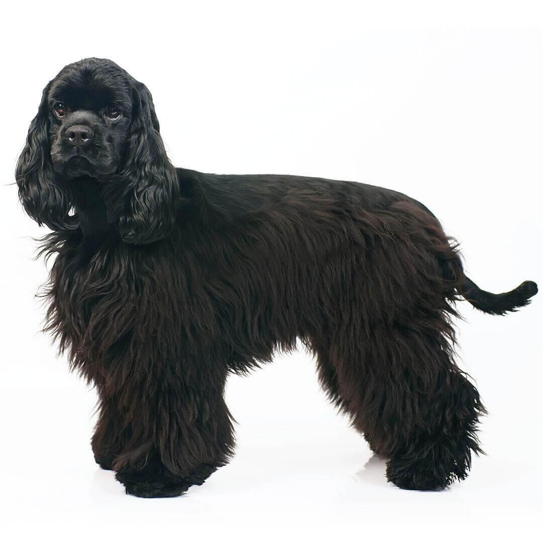 Información sobre la raza Cocker Spaniel americano | Purina