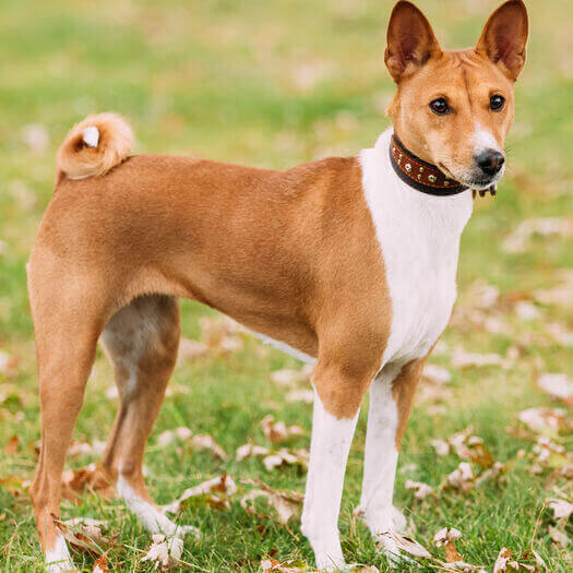 Información sobre la raza de perro Basenji | Purina