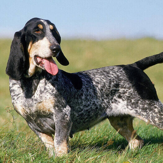 Son Basset Hounds Dificiles De Entrenar