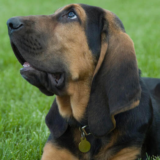 Información sobre la raza de perro Bloodhound | Purina