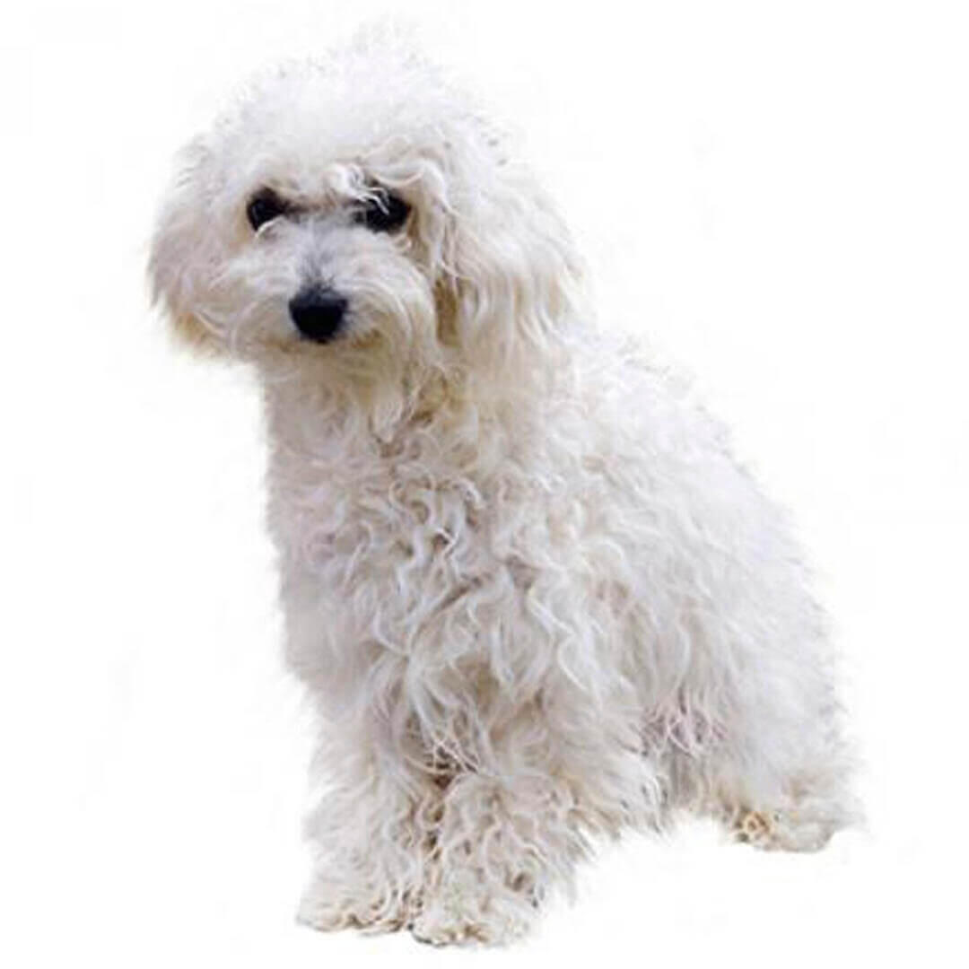 Información sobre la raza de perro Bichón Boloñés | Purina