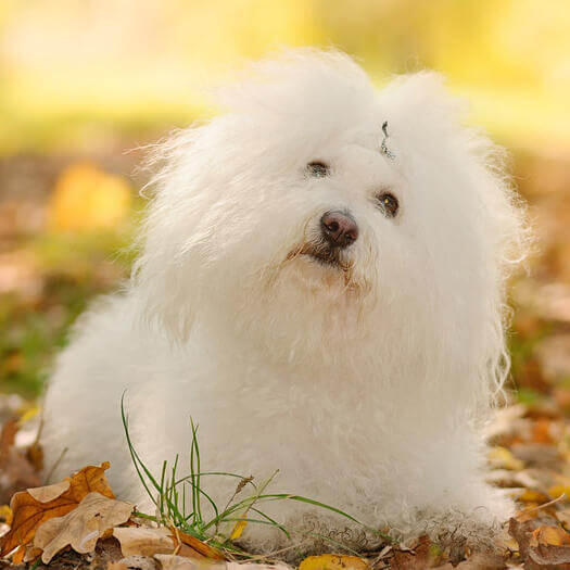 Información sobre la raza de perro Bichón Boloñés | Purina