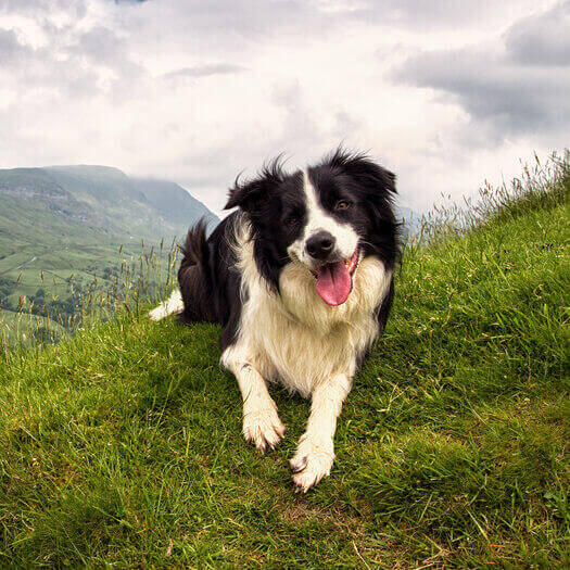Son Border Collies Leales A Una Sola Persona