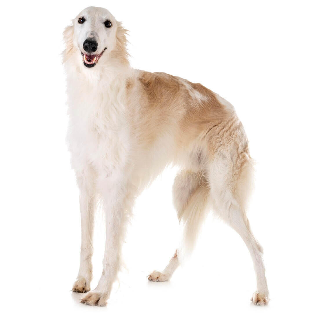 Información sobre la raza de perro Borzoi | Purina