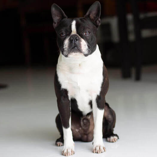 Información sobre la raza de perro Boston Terrier | Purina