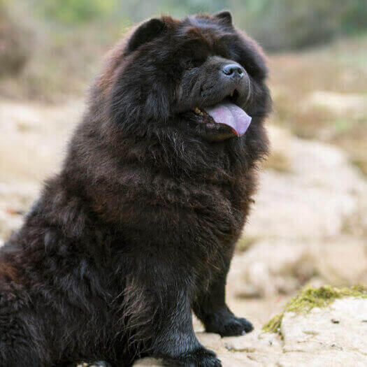 Información sobre la raza Chow chow (de pelo duro) | Purina
