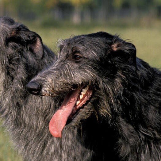 Son Perros Escoceses De Escocia