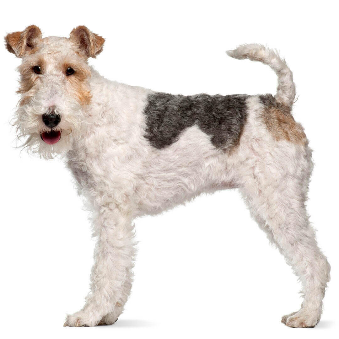 Información sobre la raza Fox Terrier de pelo duro | Purina