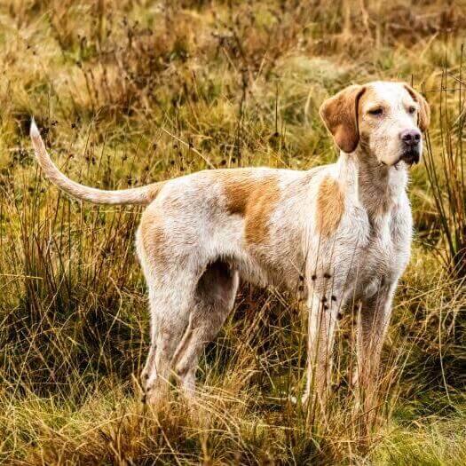 Información sobre la raza de perro Foxhound | Purina