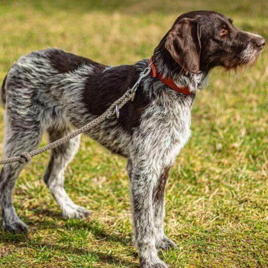 Información sobre la raza Braco alemán de pelo duro | Purina