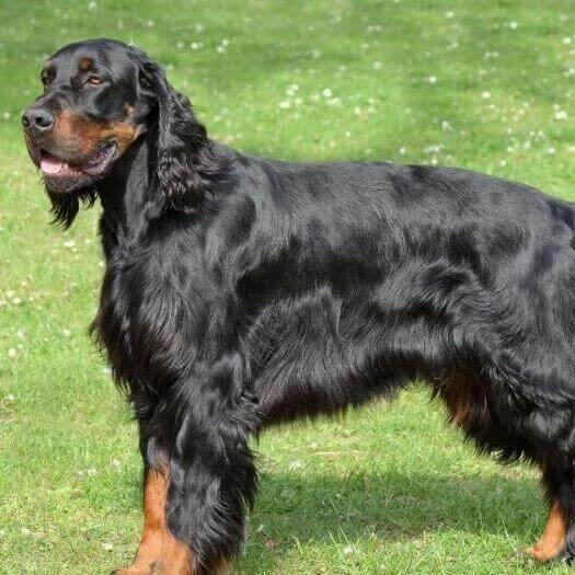Los Setter Ingleses Son Buenos Perros De Caza
