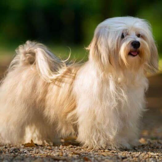 Información sobre la raza de perro Habanero | Purina